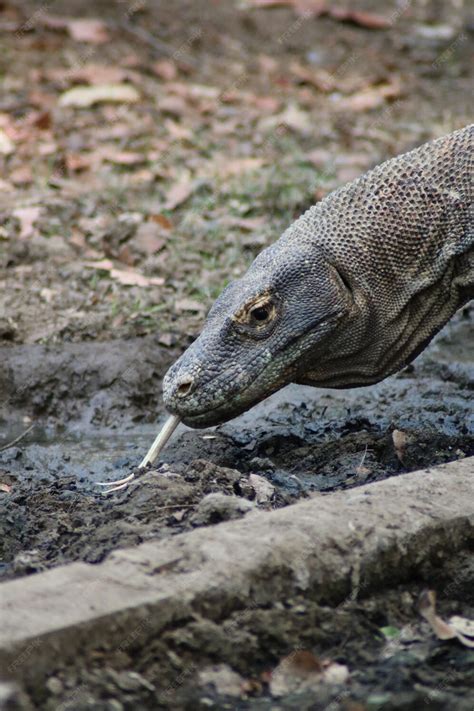 Los Dragones De Komodo Son Animales Protegidos Originarios De Labuan Bajo Indonesia Foto Premium