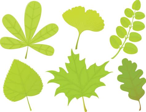 A Variety Of Leaf Forms 04 Vector Ad Sponsored Ad Leaf Vector