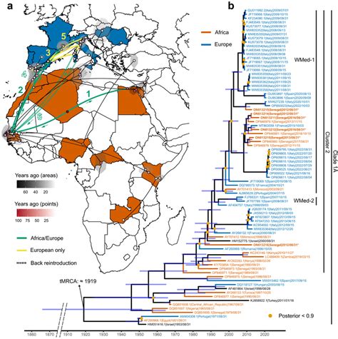 Phylogeographic Reconstruction Of West Nile Virus Lineage 1 Wnv L1 Download Scientific