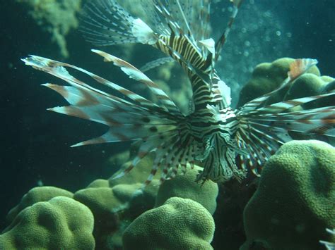 Red Sea Undersea World Night - Free photo on Pixabay