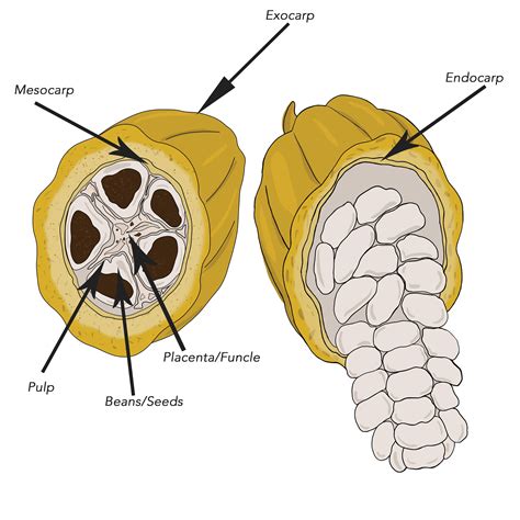 Inside A Cocoa Pod