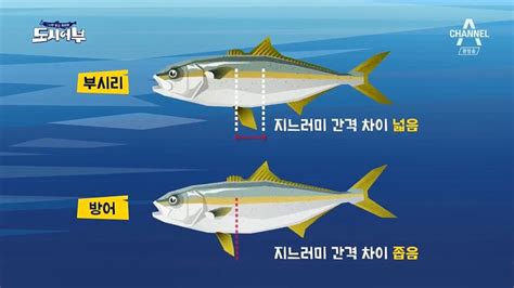 부시리와 방어 차이 인스티즈 Instiz 이슈 카테고리