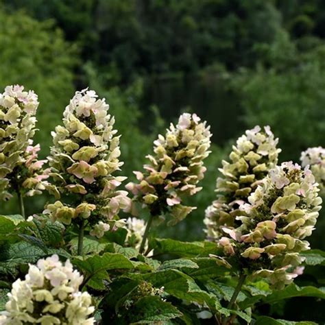 Hydrangea Oakleaf Gatsby Gal 3 Ted Lare Design And Build