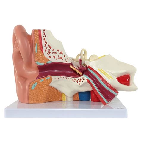 Ear Anatomy Model Labeled