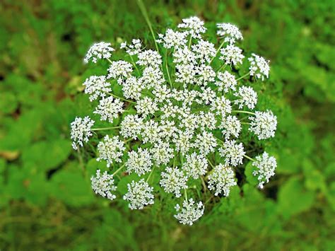 The 20 Most Toxic Plants For Your Chickens