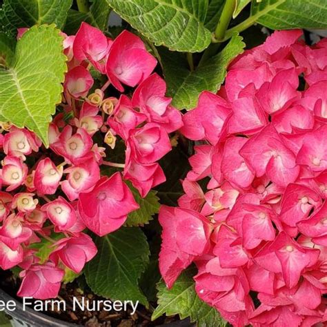 Hydrangea Macrophylla Cityline Mars Urban Tree Farm Nursery