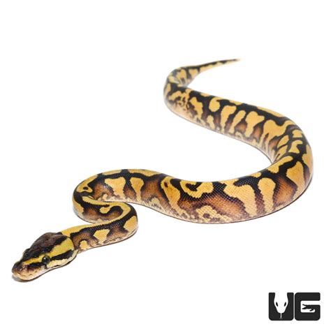 Baby Female Firefly Yellowbelly Ball Python Python Regius For Sale Underground Reptiles