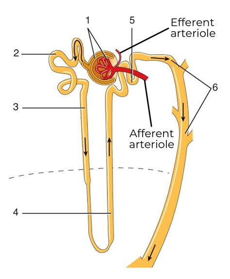 Nephron Diagram Quizlet