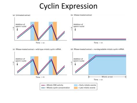 Ppt Cell Cycle Regulation And Checkpoints Powerpoint Presentation