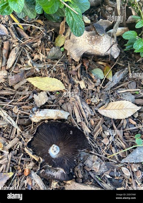 Field And Button Mushrooms Agaricus Fungi Waterfront Dr Los