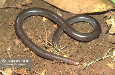 Cuban Earthworm Blindsnake Typhlops Lumbricalis Zapata Bay Of Pigs