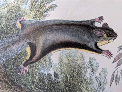 1896 Lesser Flying Phalanger Original Vintage Print Natural History Marsupials Monotremes