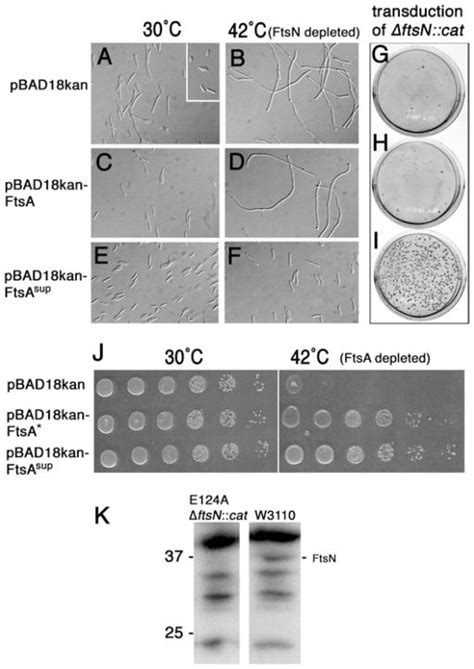 An Altered Ftsa Can Compensate For The Loss Of Essential Cell Division