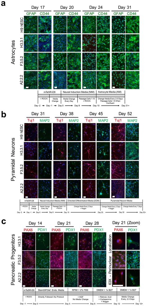 Multi Lineage Differentiation Of Ed Ipsc Lines To Astrocytes Pyramidal