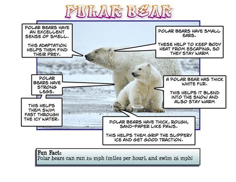 Dividen Up Polar Bear And Its Adaptations