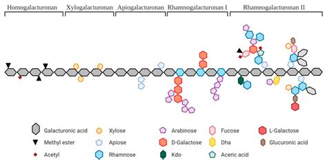 Pectin Is Dangerous At Holly Bunny Blog