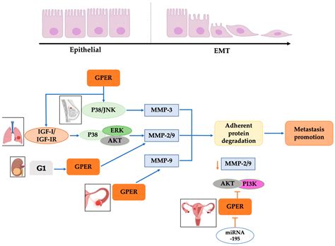 Gper In Metastasis And Tumoral Microenvironments Encyclopedia Mdpi