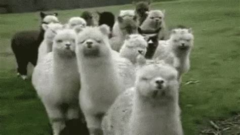 Llama Attack Angry 