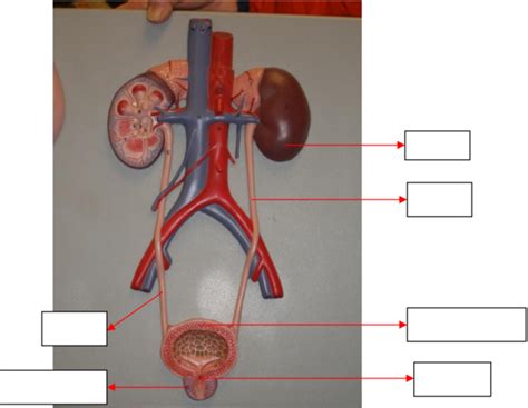 Lab Practical 3 Urinary Diagram Quizlet
