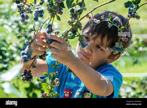 In This Wednesday June 28 2017 Photo Nolan Beach Picks Blueberries