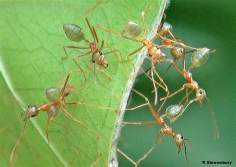 Destinations Lizard Island Australia And Mulu National Park Borneo To Learn About Cooperation