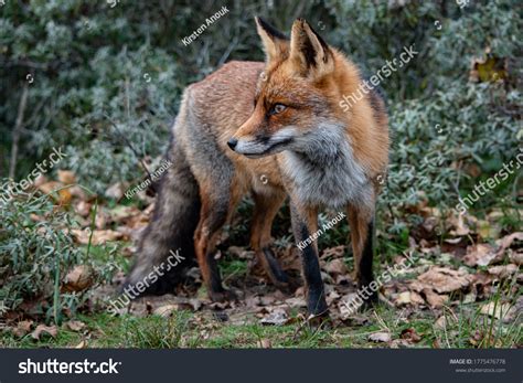 Cartera De Fotos E Imágenes De Stock De Kirsten Anouk Shutterstock