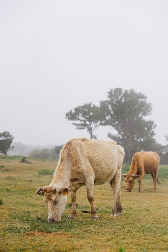 마데이라 섬의 풍경과 유명한 장소를 여행하고 탐험합니다 대서양과 산의 여름 관광 팡날의 숲 전망 0명에 대한 스톡 사진 및 기타 이미지 Istock