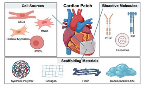 Cardiac Patches Fabricated From Different Types Of Cells And Download Scientific Diagram