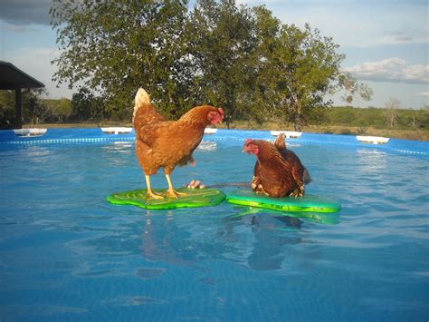You More Organized Swimming Chicken