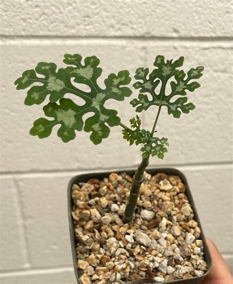 How To Propagate Adenia Perrieri Propagate One