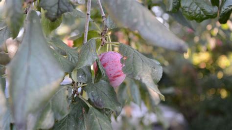 Boli și Tratamente La Prun Cum Gestionezi Provocările