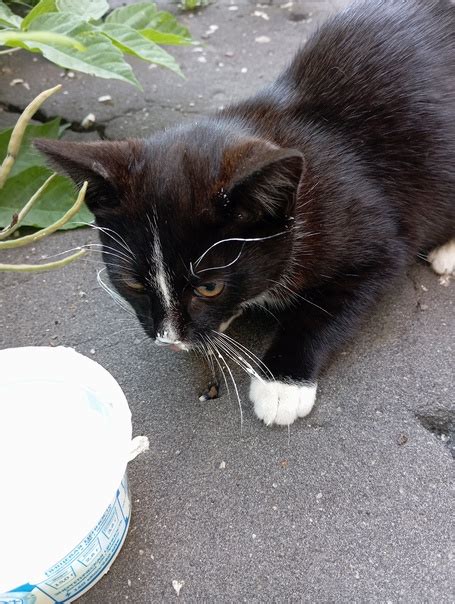 Бездомному котенку нужен дом Скорей всего девочка Возраст месяца 3 4 Тел 89092743081