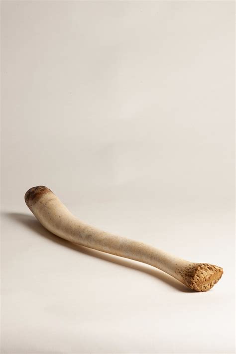 Taxidermy A Very Large Antique Walrus Baculum