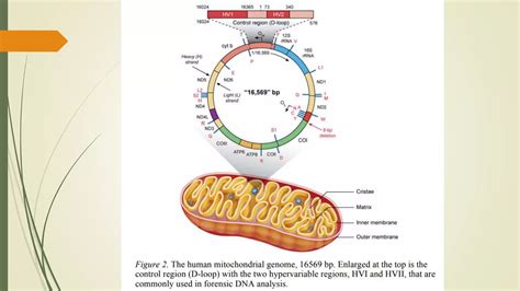 Dna Typing Methods Pptx