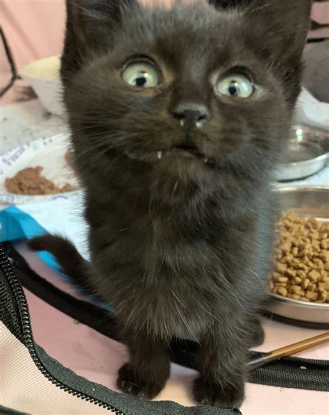 1591 Best Itty Bitty Images On Pholder Illegally Smol Cats Aww And Miniatures