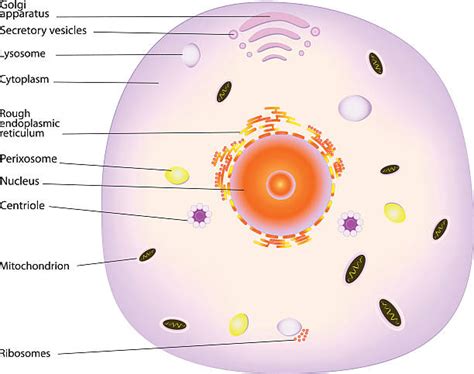 50 Cytoskeleton Stock Illustrations Royalty Free Vector Graphics And Clip Art Istock