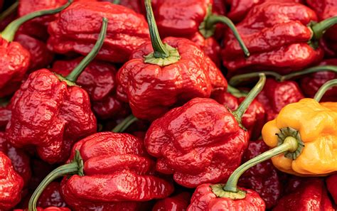 Dried Carolina Reaper Uses And Tips Magic Plant Farms