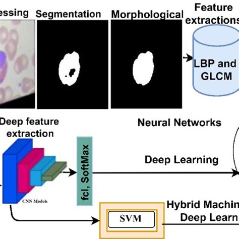 Morphology For Diagnosing The Wbc Sample Datasets Download