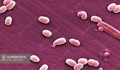 Confocal Micrograph Of Bacillus Anthracis A Gram Positive Species Of Bacteria Which Is Highly