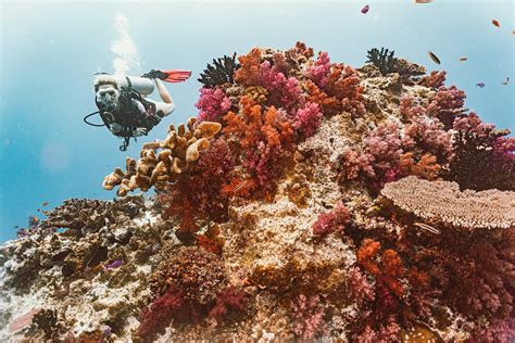 Which Fiji Island Has The Best Snorkeling Tavola Villa Fiji