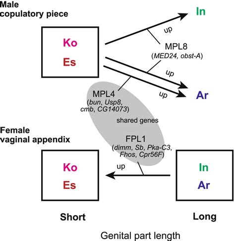 Of The Expression Changes In Differences In Genital Part Length Implied Download Scientific