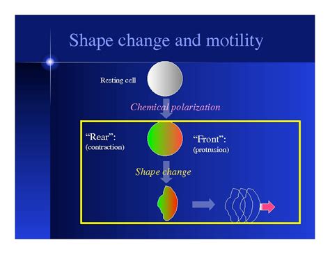 Cell Polarity Models And Simulating Cell Motility Using The Cellular
