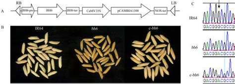 Functional Complementation Of The Mutation Download Scientific Diagram