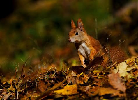Squirrel Rodent Nature Free Photo On Pixabay Pixabay