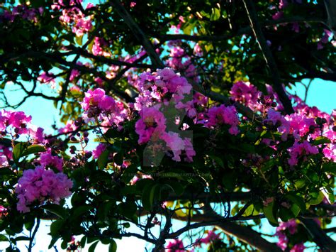 Clustured Beauty By Endlesspotential On Deviantart