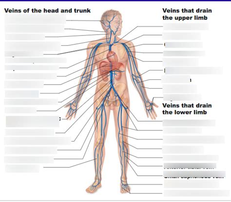 Veins Of Systemic Circulation Diagram Quizlet