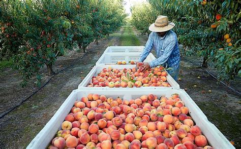 Georgia Peach Growers Back In Bigness Good Fruit Grower