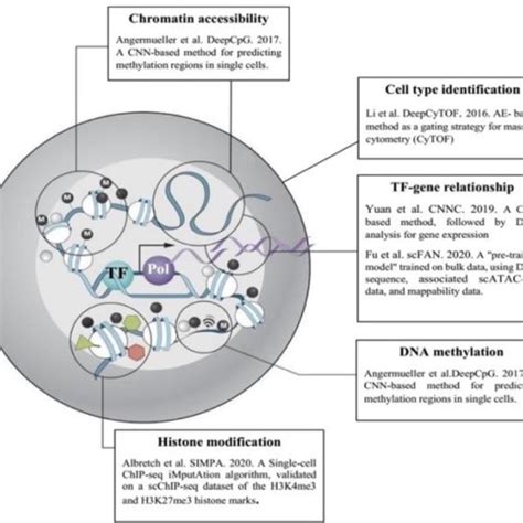 Overview Of Algorithms That Are Used In Different Parts Of Single Cell