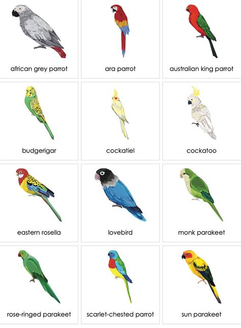 Incredible Compilation Of Over 999 Parrot Images In Stunning 4k Quality