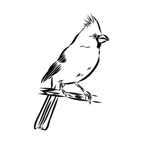 Premium Vector Cardinal Bird Sketch Vector Illustration Hand Drawn